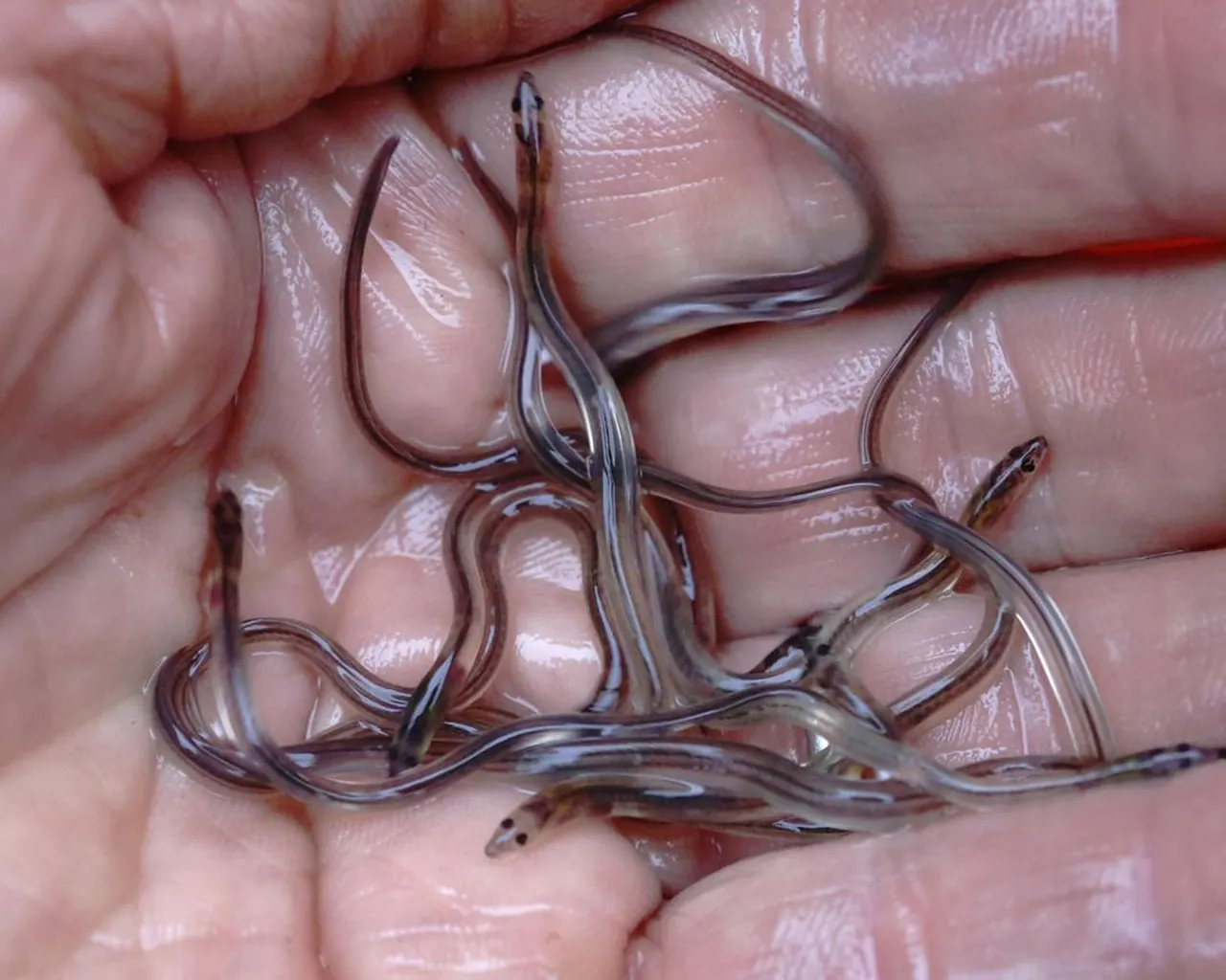 Federal government extends closure of baby eel fishery in the Maritimes ...
